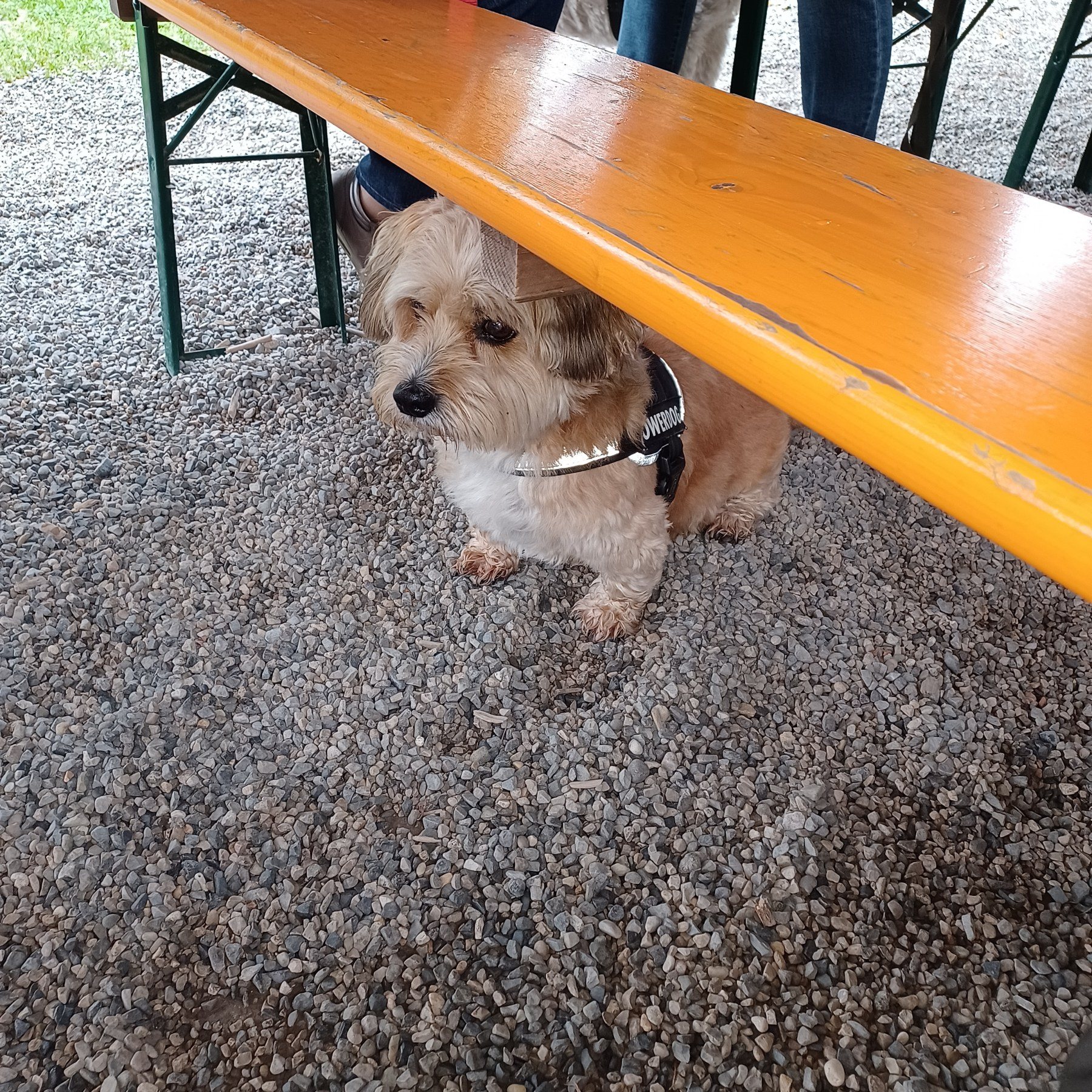 TIERSEGNUNG IM TIERPARK ROSEGG BLAGOSLOV V ŽIVALSKEM VRTU ROŽEK