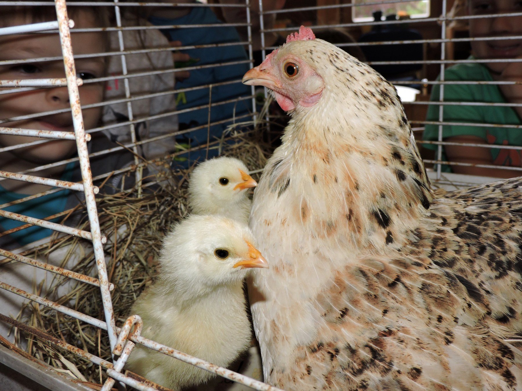 Piep, piep, piep,…